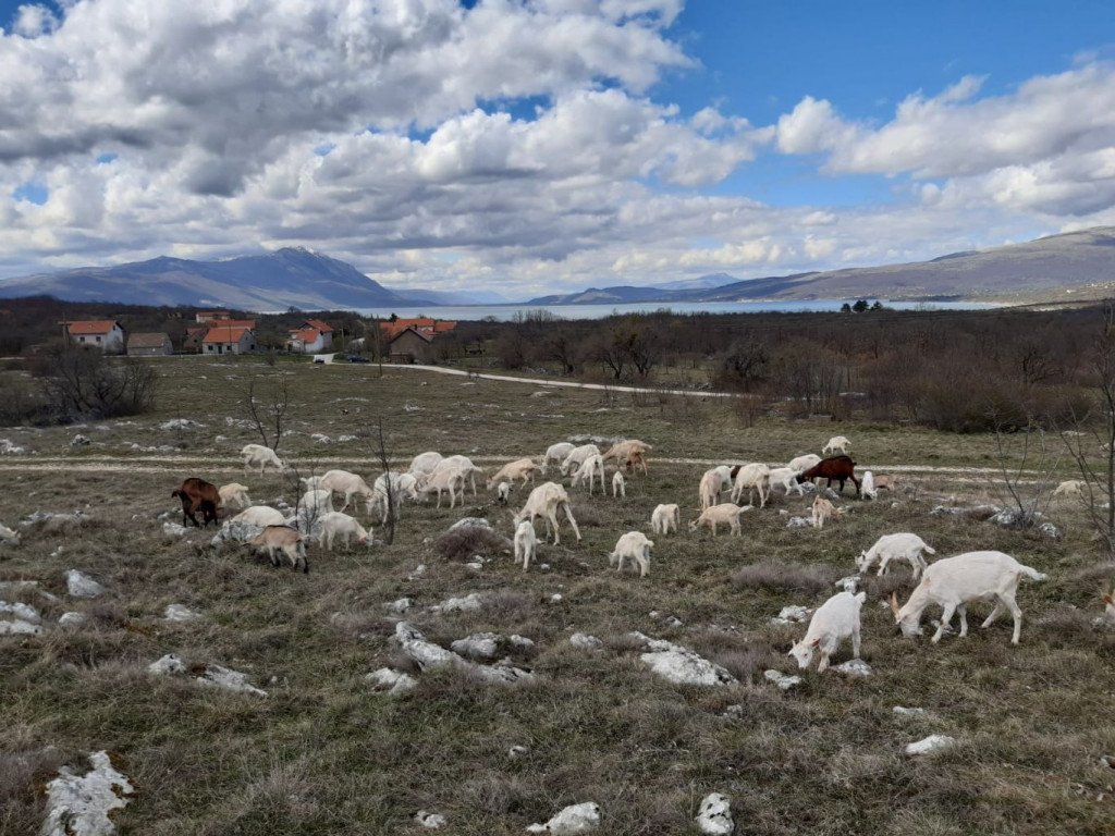 Rođen u Zagrebu, a sad u Hercegovini s obitelji uzgaja koze! | CRODEX.NET
