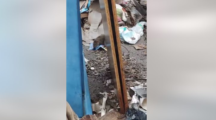 Peternel objavio u što je Možemo pretvorio Zagreb: 'Nije za ljude ...